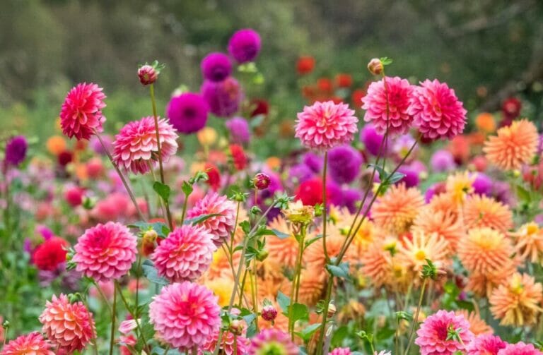 The Definitive List of ‘D’ Flowers That’ll Make Your Garden Look ...