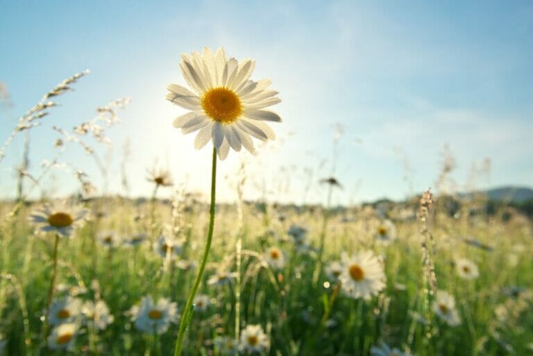 The Definitive List of ‘D’ Flowers That’ll Make Your Garden Look ...