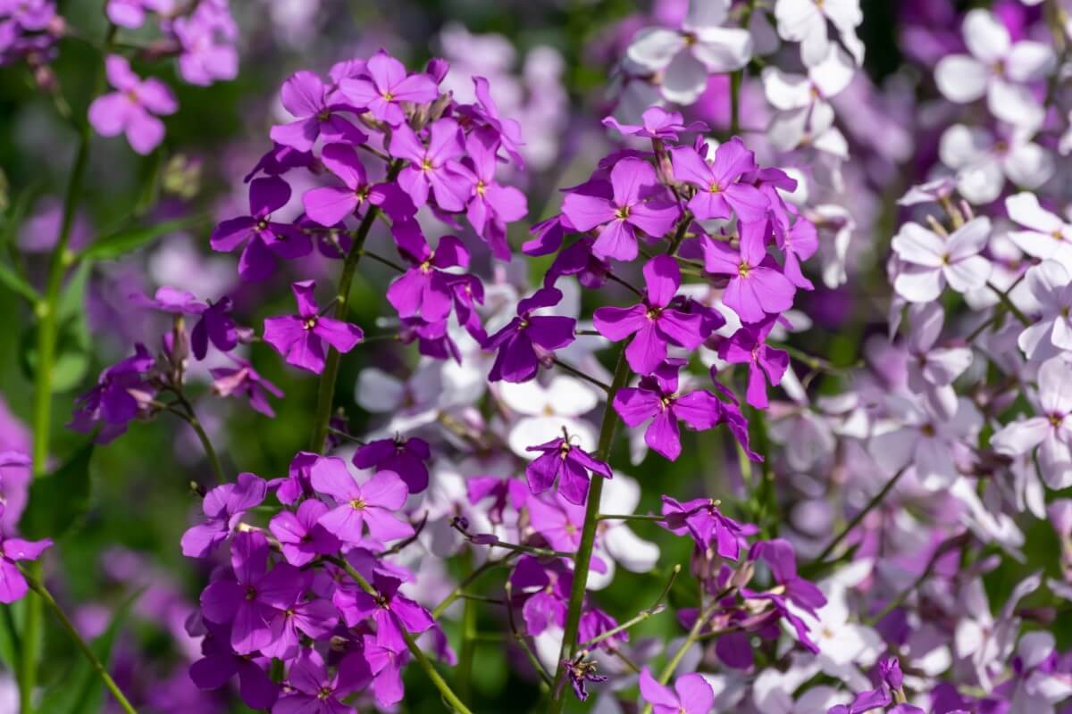 The Definitive List of ‘D’ Flowers That’ll Make Your Garden Look ...
