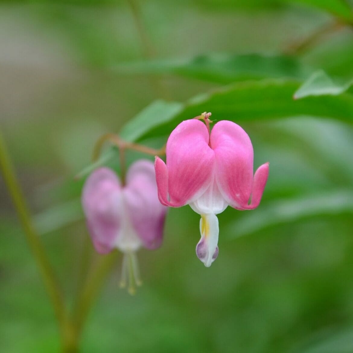 The Definitive List of ‘D’ Flowers That’ll Make Your Garden Look ...