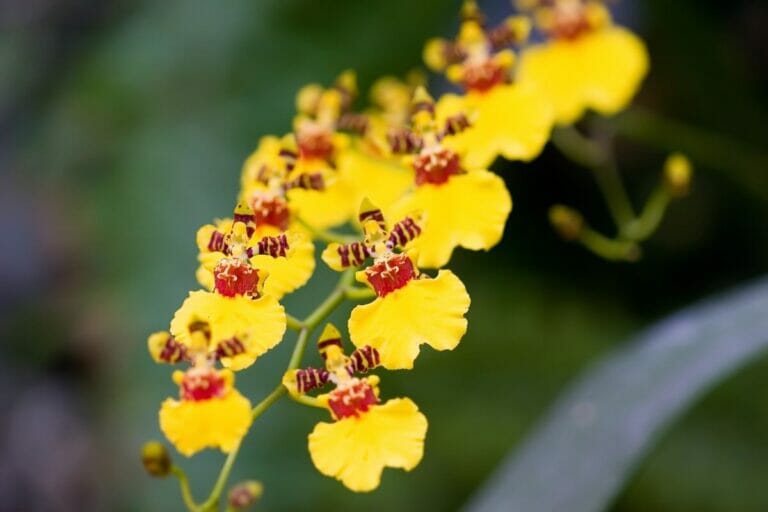 The Definitive List of ‘D’ Flowers That’ll Make Your Garden Look ...