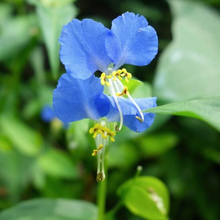 The Definitive List of ‘D’ Flowers That’ll Make Your Garden Look ...