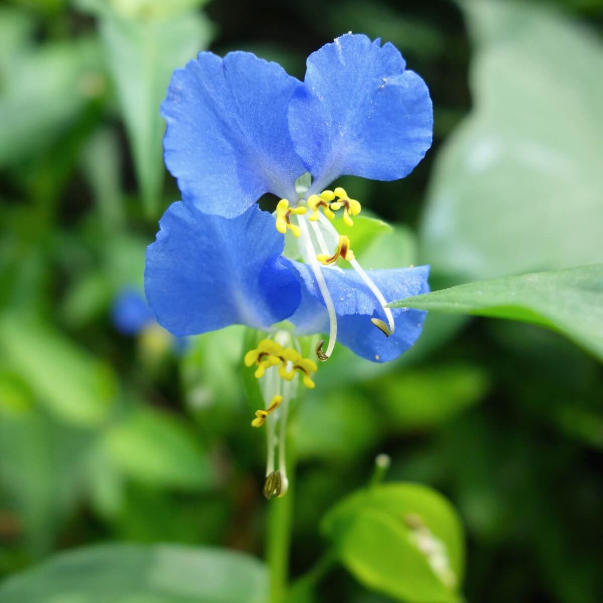 The Definitive List of ‘D’ Flowers That’ll Make Your Garden Look ...