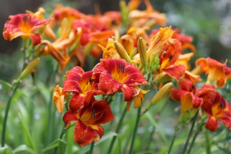 The Definitive List of ‘D’ Flowers That’ll Make Your Garden Look ...