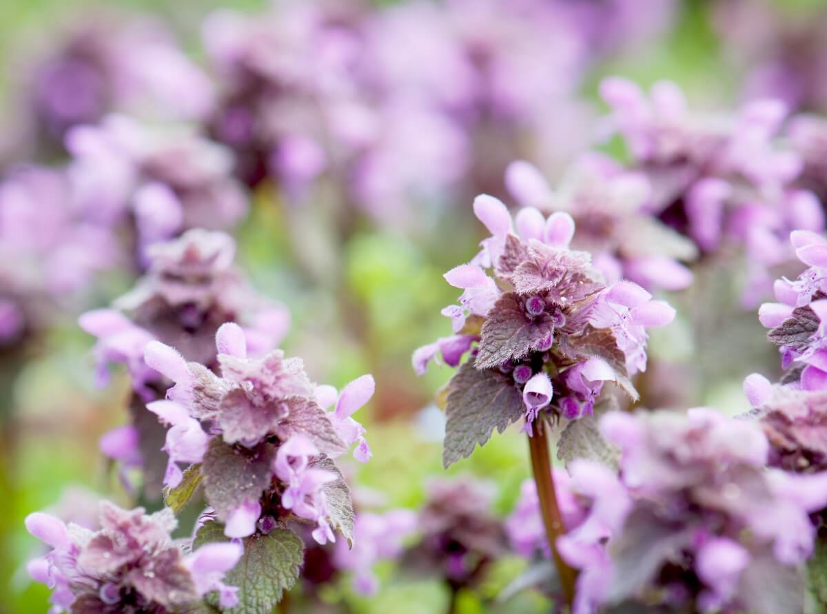 The Definitive List of ‘D’ Flowers That’ll Make Your Garden Look ...