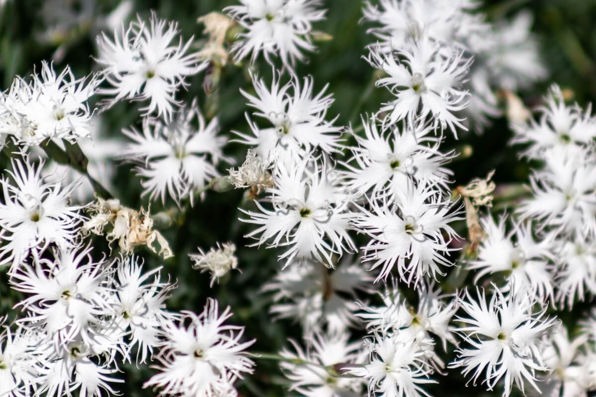 40 Types of Carnation Flowers for Stunning Garden Displays - Petal Republic