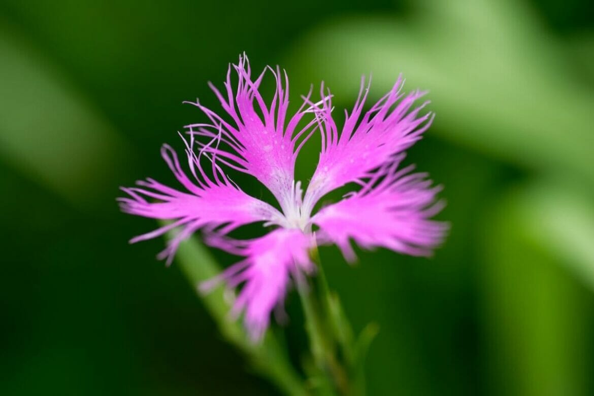 40 Types of Carnation Flowers for Stunning Garden Displays - Petal Republic