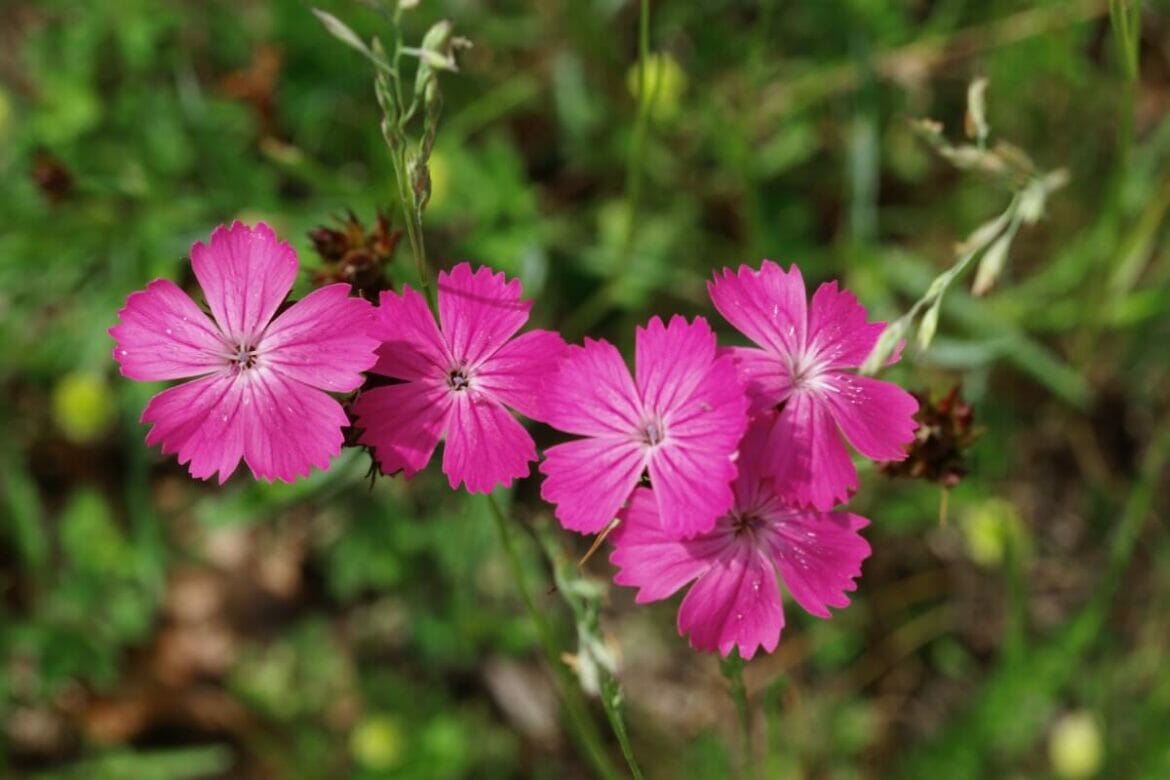 40 Types of Carnation Flowers for Stunning Garden Displays - Petal Republic