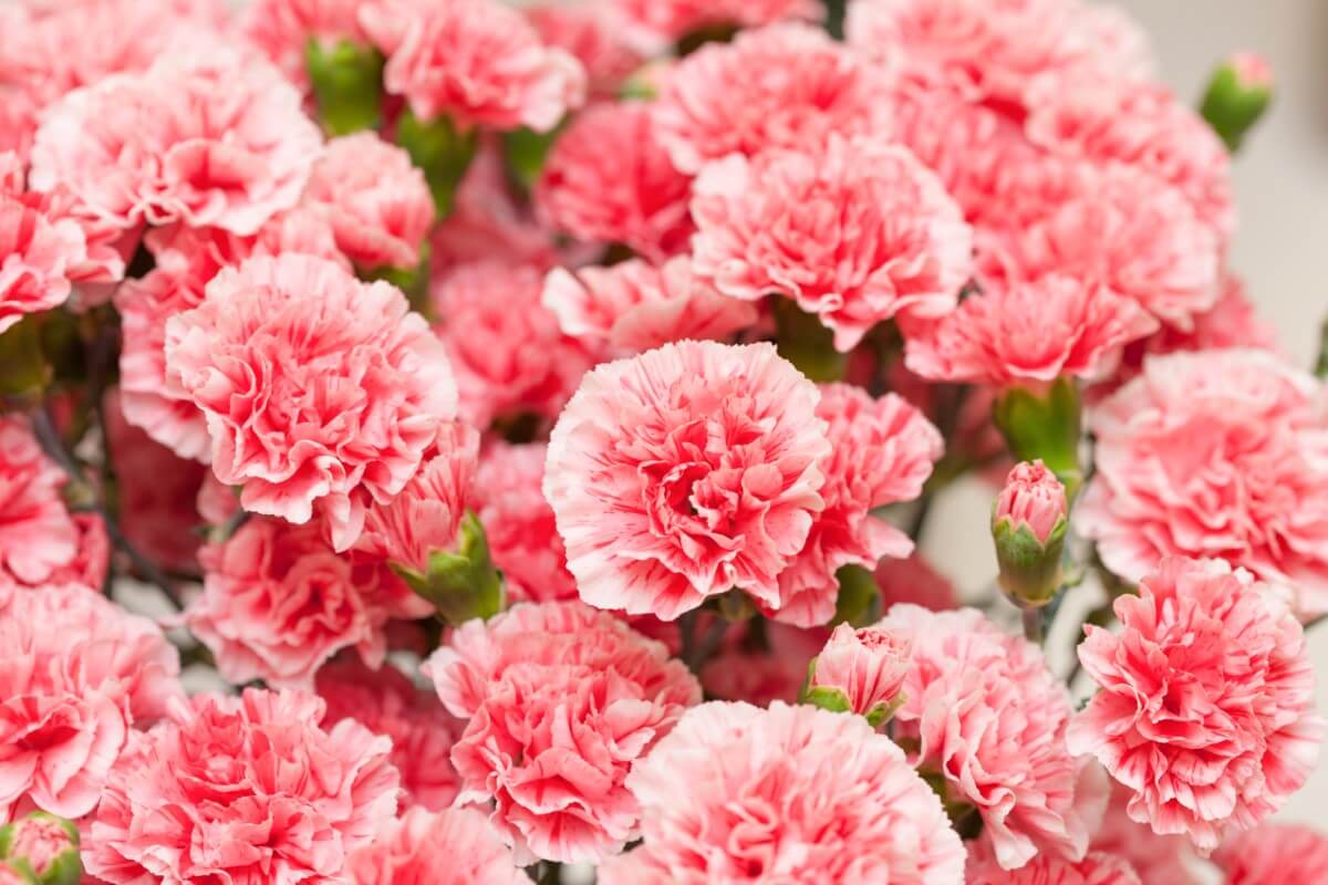 40 Types of Carnation Flowers for Stunning Garden Displays - Petal Republic