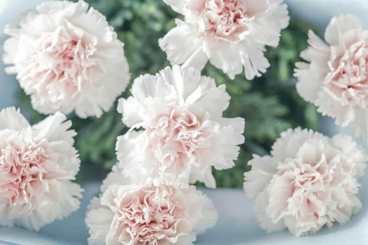 How to Dry and Preserve Carnation Flowers (Essential Tips) - Petal Republic