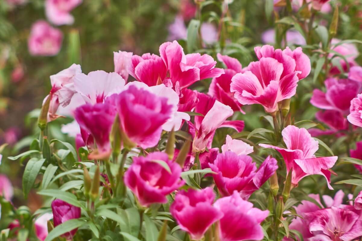 Clarkia Flower Meaning, Symbolism, Uses, and Growing Tips - Petal Republic