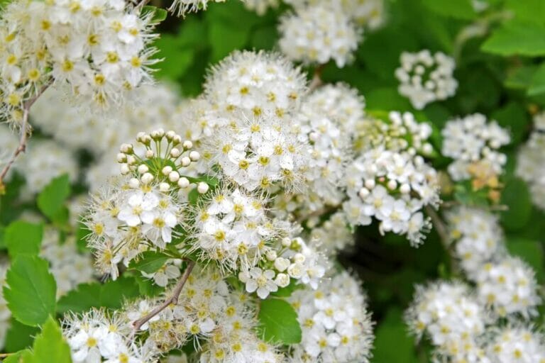 A Guide to the Various Types of Shrubs - Petal Republic