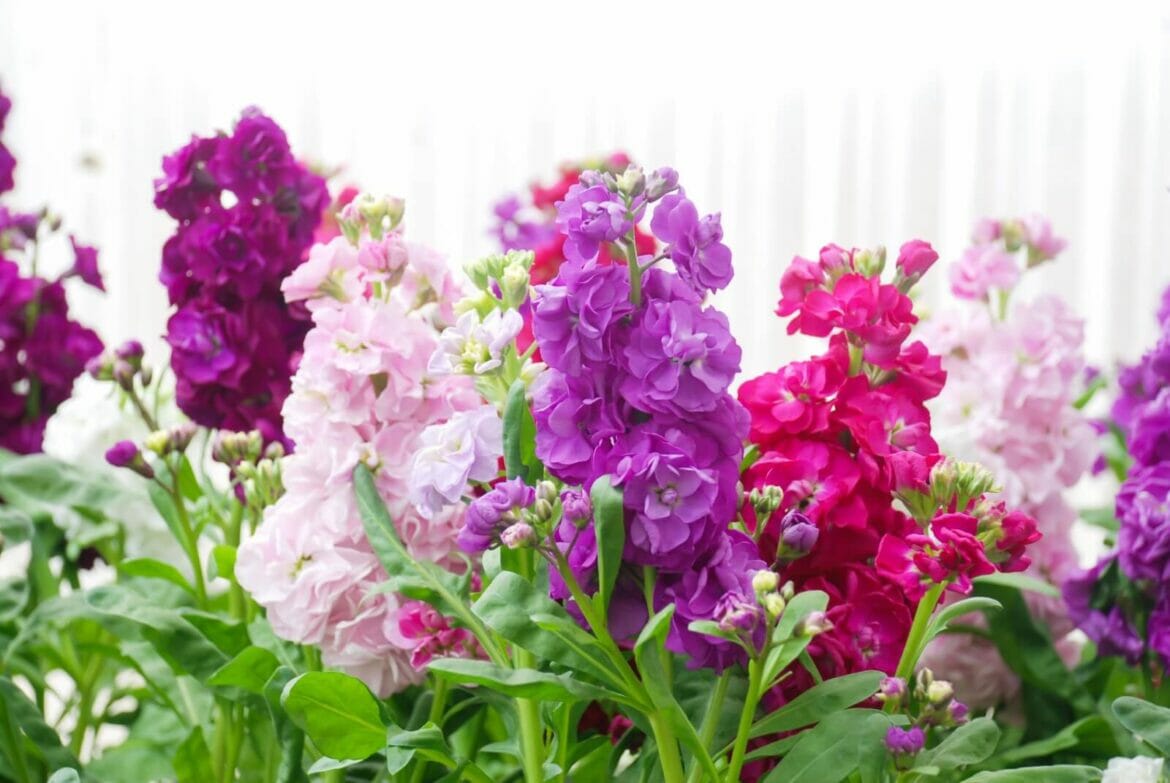 The Gladiolus Flower: Meanings, Symbolism, and Cultural Significance ...