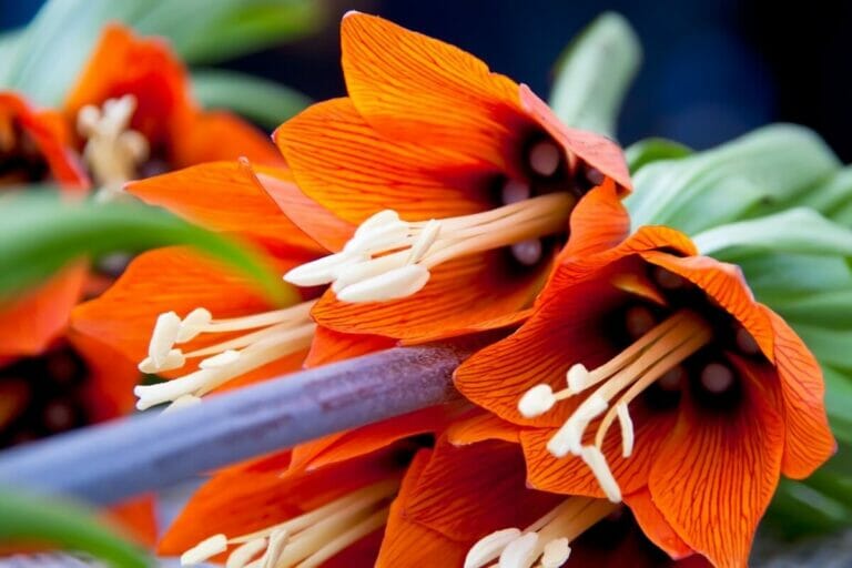 Crown Imperial Flowers: Royal Symbolism and Ancient Legends Explained ...