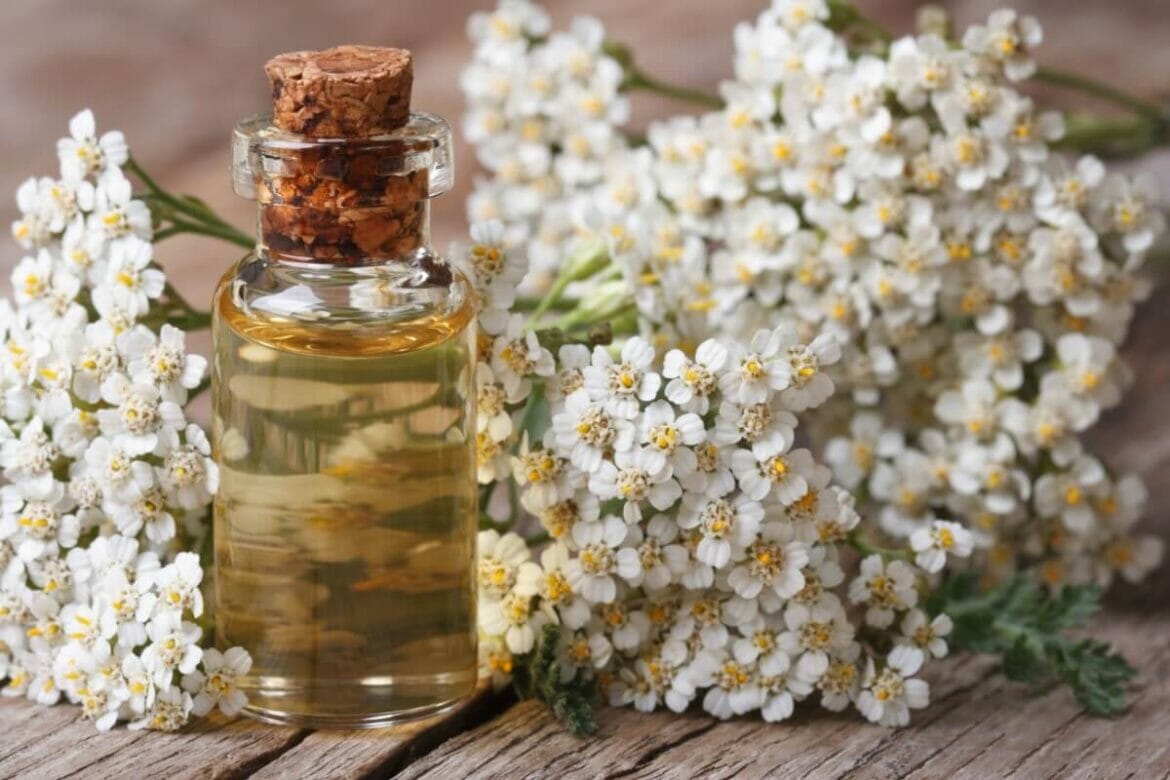 11 Healing Flowers in Traditional Therapies and Medicines - Petal Republic