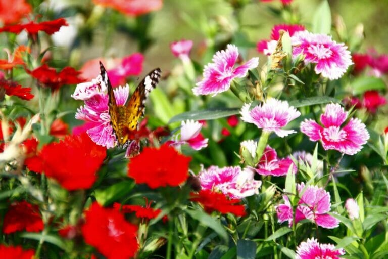 Carnation Companions: 24 Must-Have Plants for Your Garden - Petal Republic