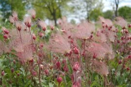 40 Native Ohio Wildflowers and Plants - Petal Republic