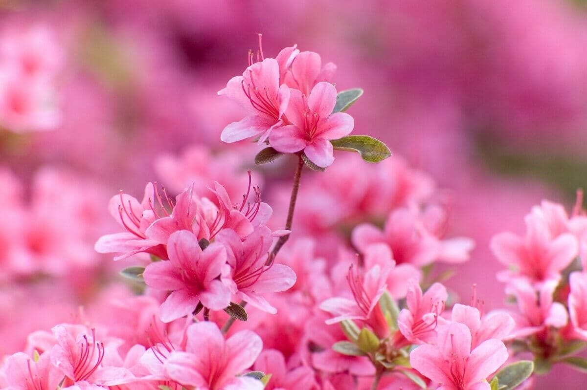 40 Chinese Flowers and Their Symbolic Meanings - Petal Republic