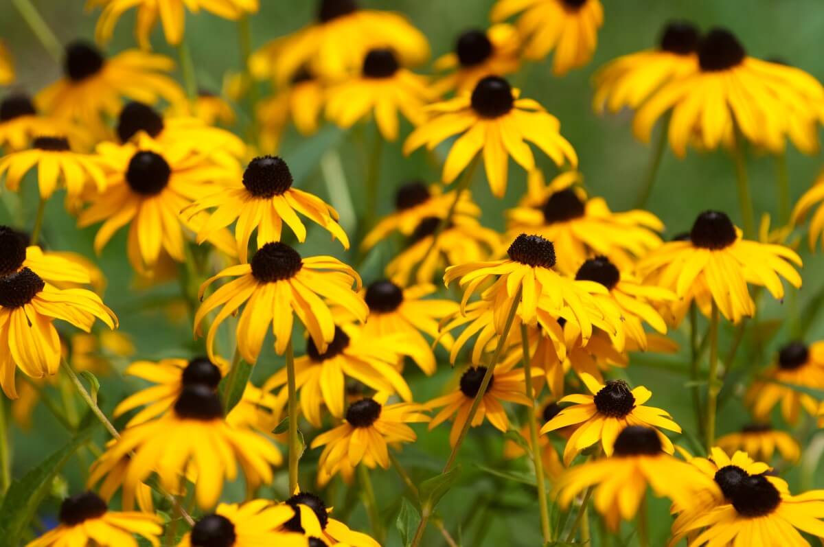 40 Native Ohio Wildflowers and Plants - Petal Republic