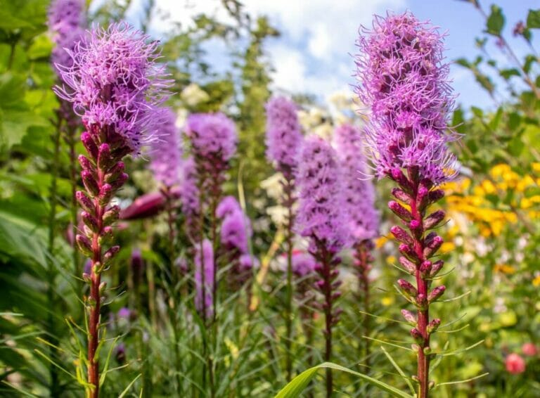 10 Best Companion Plants for Coneflowers - Petal Republic