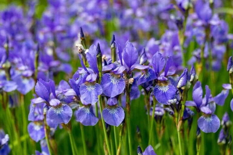 40 Native Ohio Wildflowers and Plants - Petal Republic