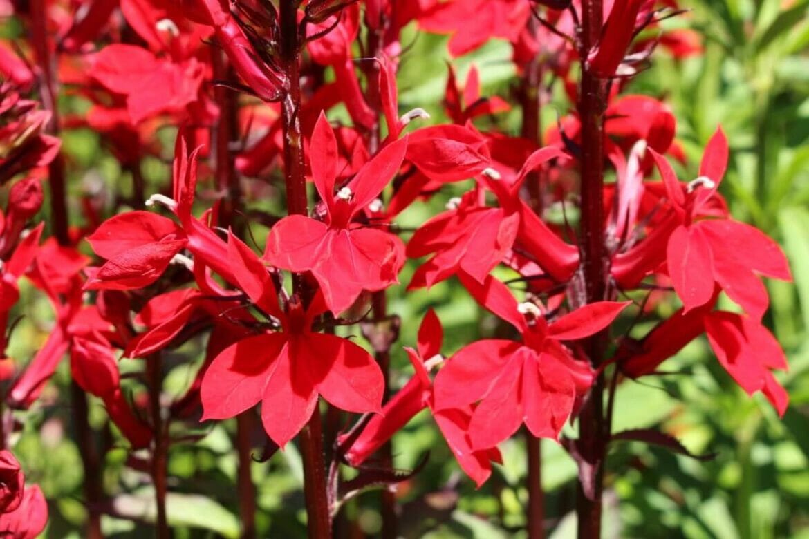 40 Native Ohio Wildflowers and Plants - Petal Republic