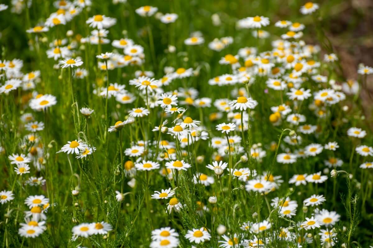 The 25 Most Fragrant Yellow Flowers Nature Ever Created 💛 - Petal Republic