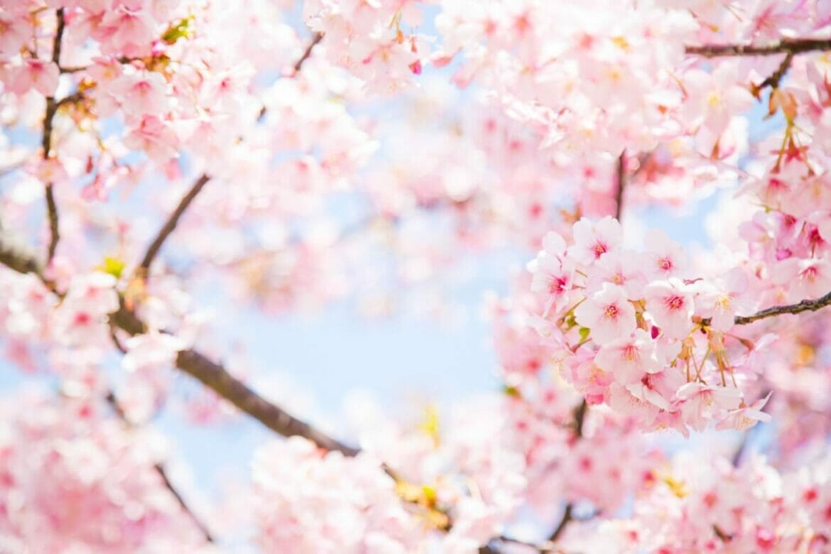 40 Chinese Flowers and Their Symbolic Meanings - Petal Republic