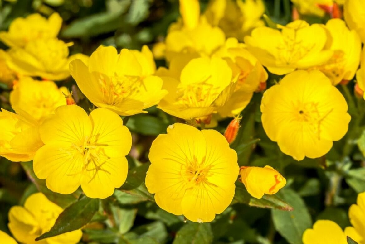 The 25 Most Fragrant Yellow Flowers Nature Ever Created 💛 - Petal Republic