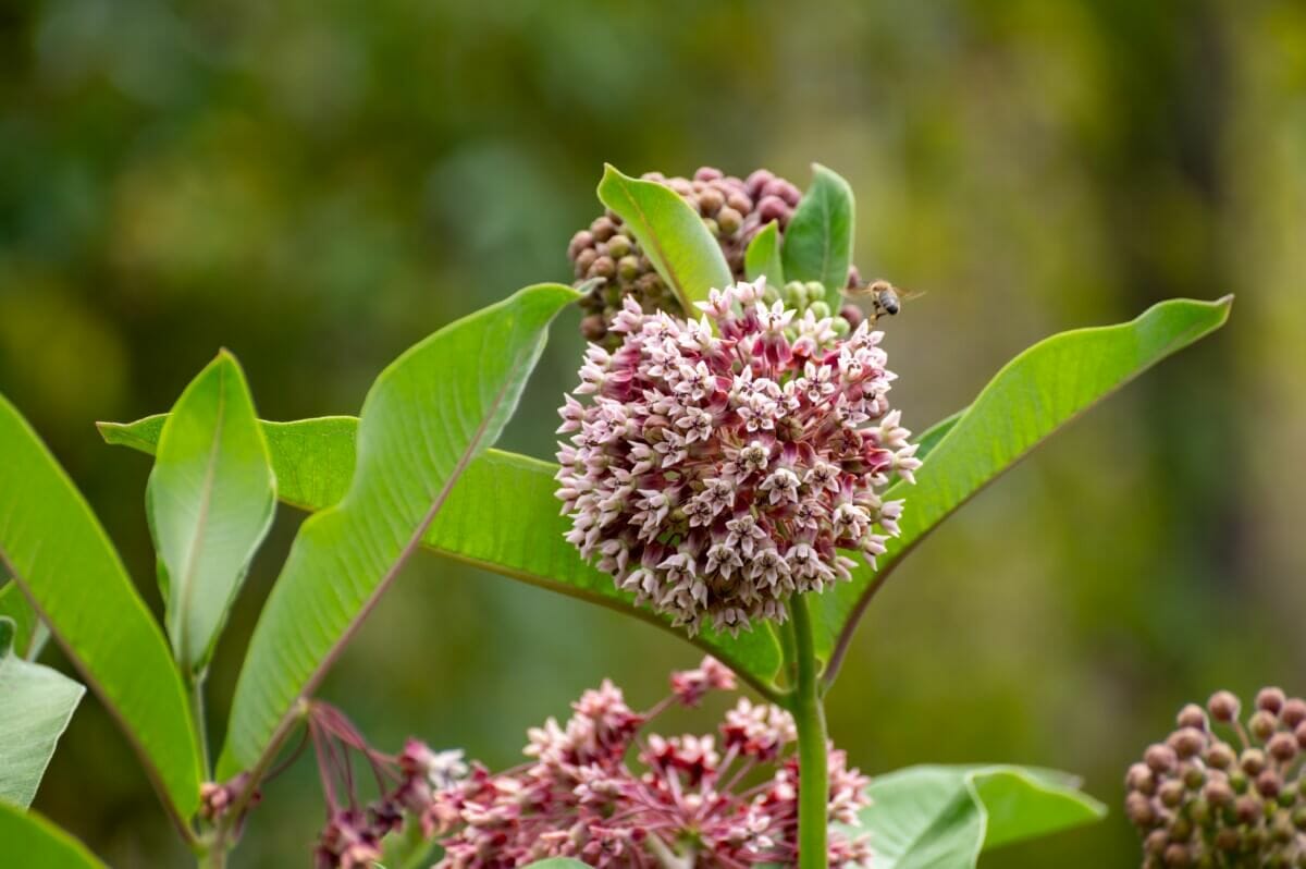 40 Native Ohio Wildflowers and Plants - Petal Republic