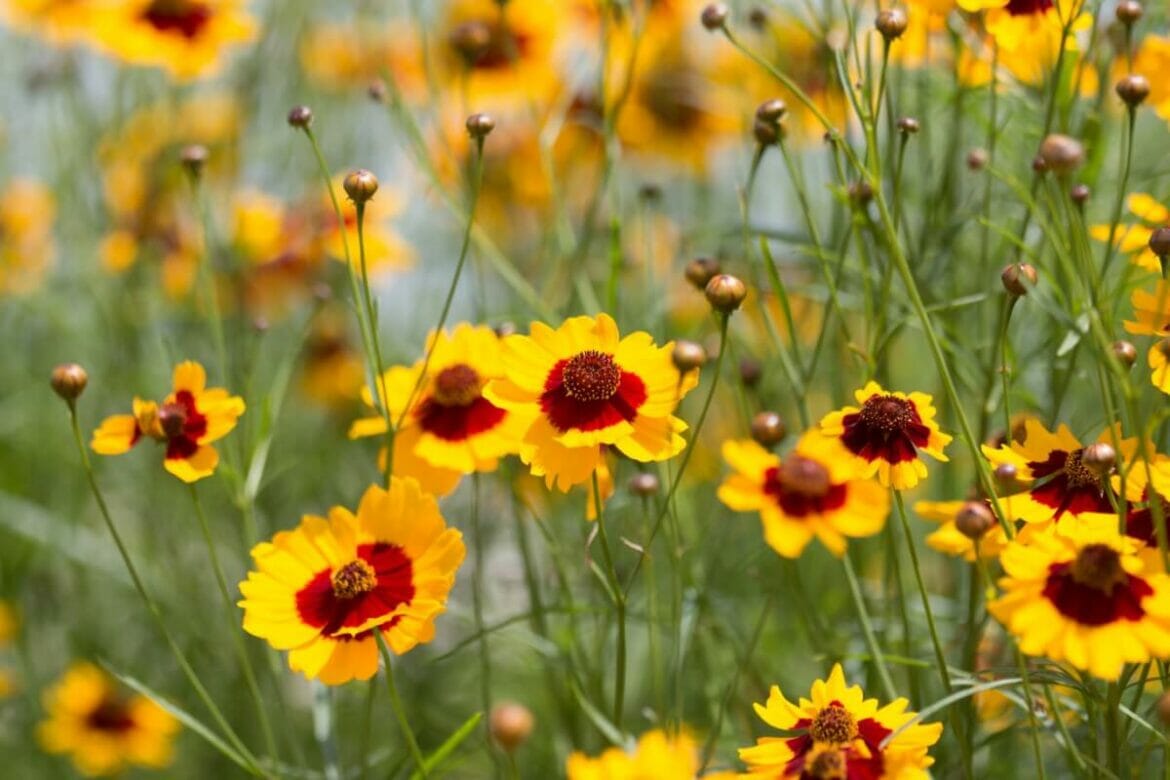 24 Best Companion Plants for Carnation Flowers - Petal Republic