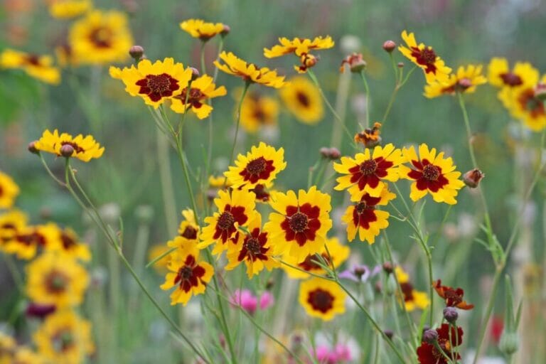 10 Best Companion Plants for Coneflowers - Petal Republic
