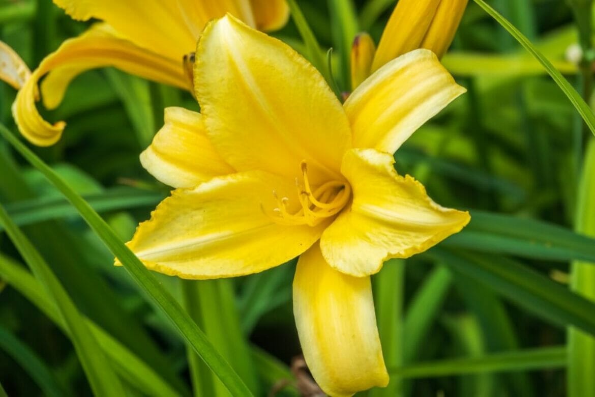 The 25 Most Fragrant Yellow Flowers Nature Ever Created 💛 - Petal Republic