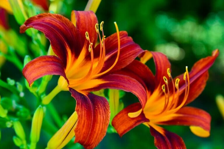 27 Full Sun Perennials: Beautiful Flowers for Sun-Loving Gardens ...