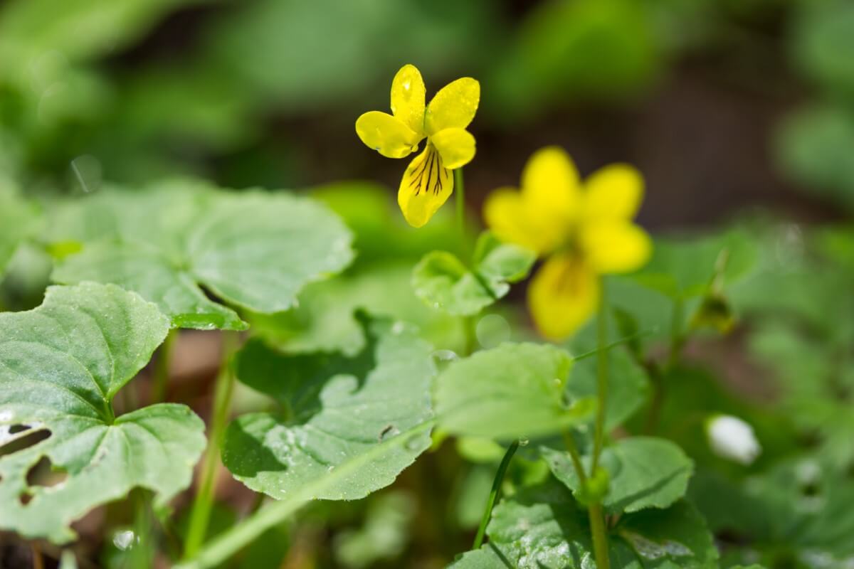 40 Native Ohio Wildflowers and Plants - Petal Republic