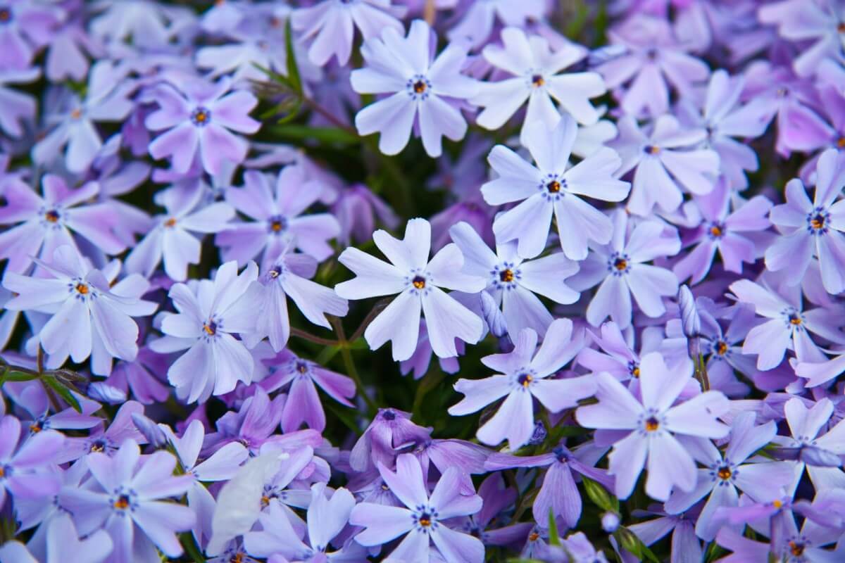 Choosing the Perfect Ground Cover: Classifications Explained - Petal ...