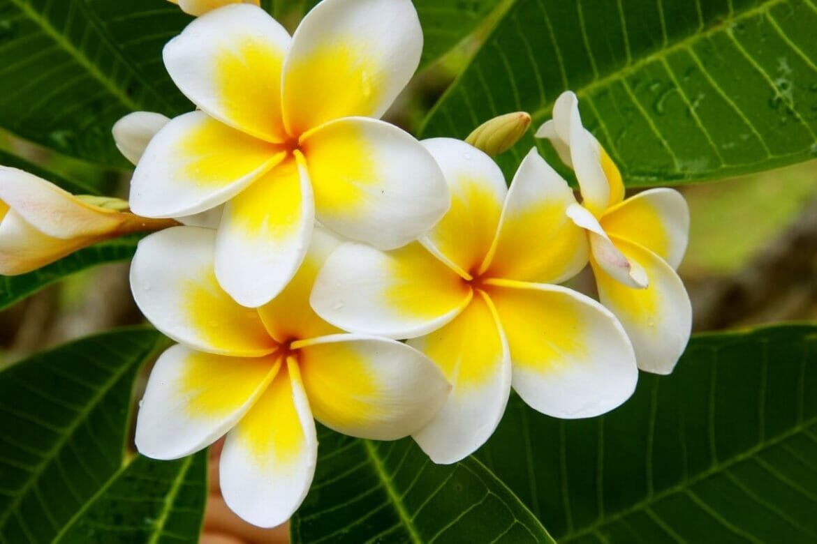 The 25 Most Fragrant Yellow Flowers Nature Ever Created 💛 - Petal Republic