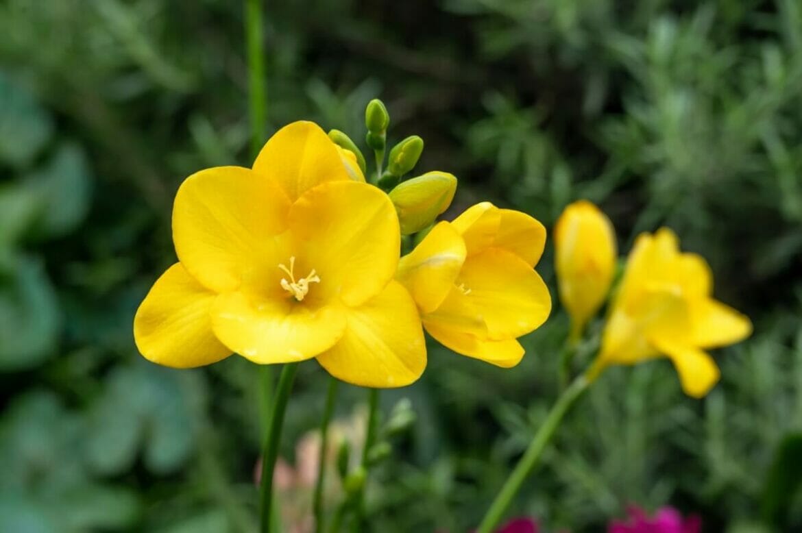 The 25 Most Fragrant Yellow Flowers Nature Ever Created 💛 - Petal Republic