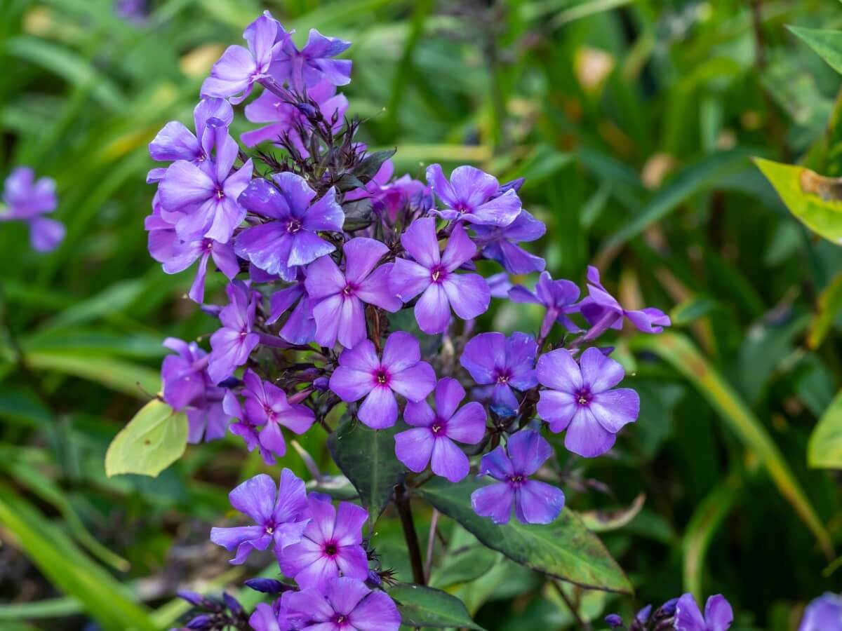 27 Full Sun Perennials: Beautiful Flowers for Sun-Loving Gardens ...