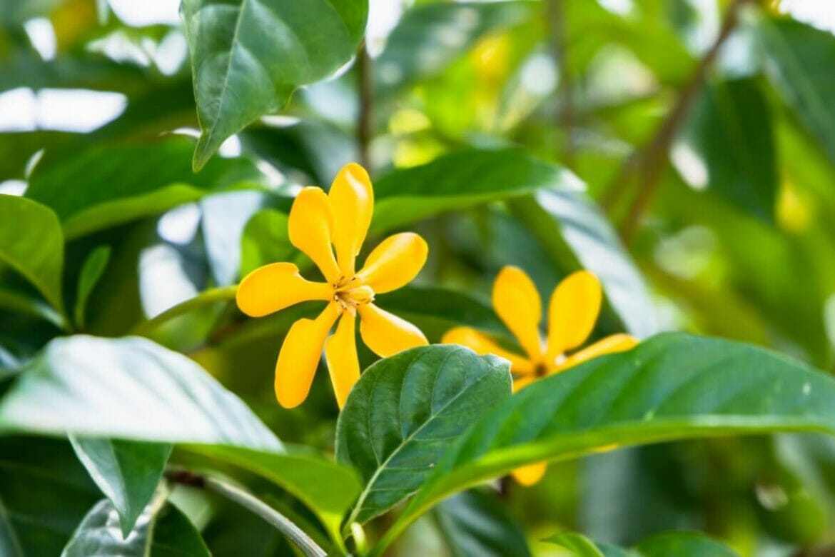 The 25 Most Fragrant Yellow Flowers Nature Ever Created 💛 - Petal Republic