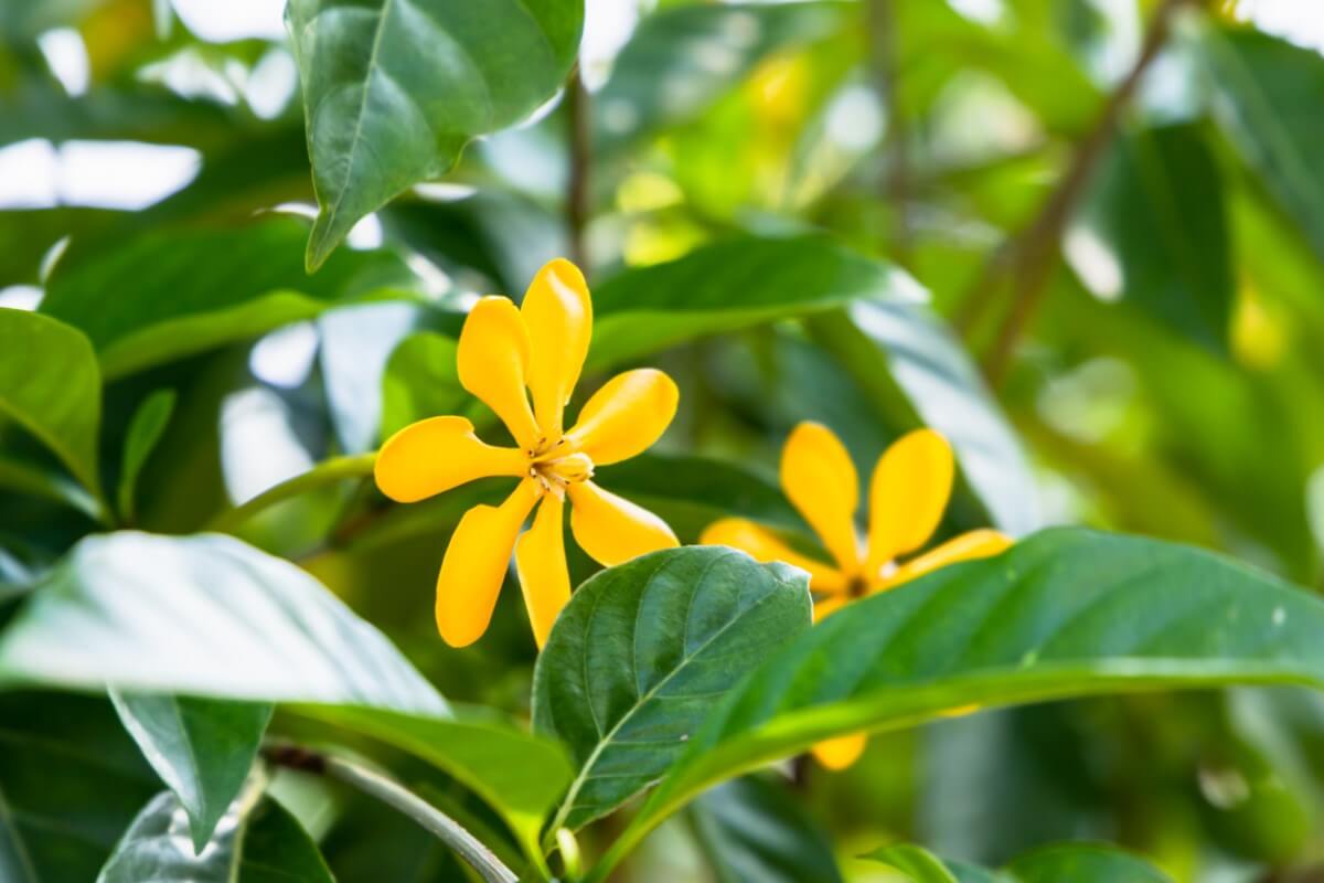 The 25 Most Fragrant Yellow Flowers Nature Ever Created 💛 - Petal Republic