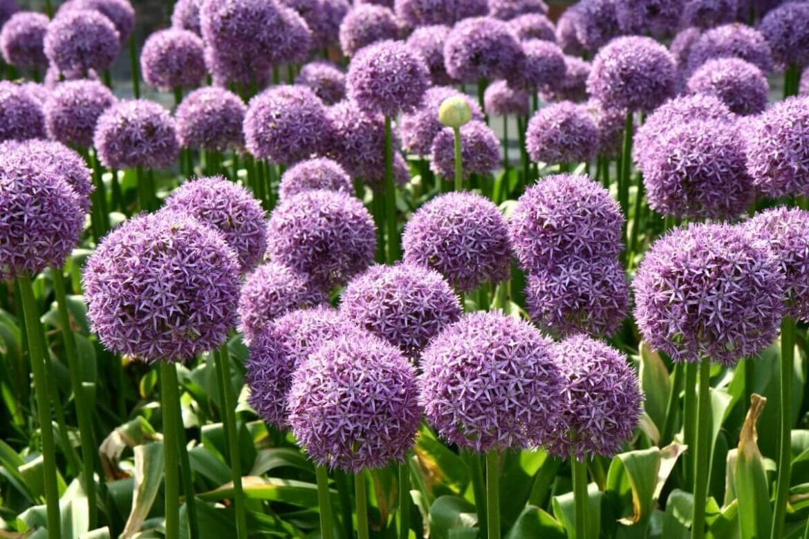 29 Lovely Flowering Bulbs to Brighten Up Your Landscape - Petal Republic