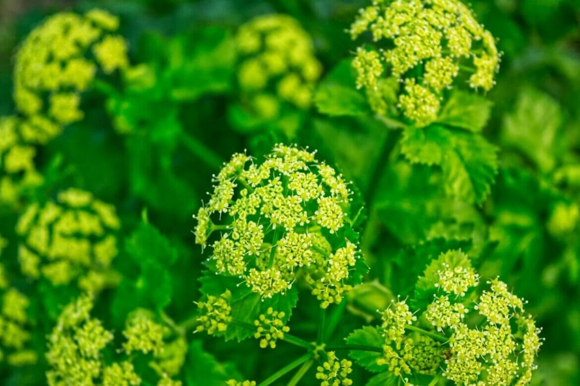 40 Native Ohio Wildflowers and Plants - Petal Republic