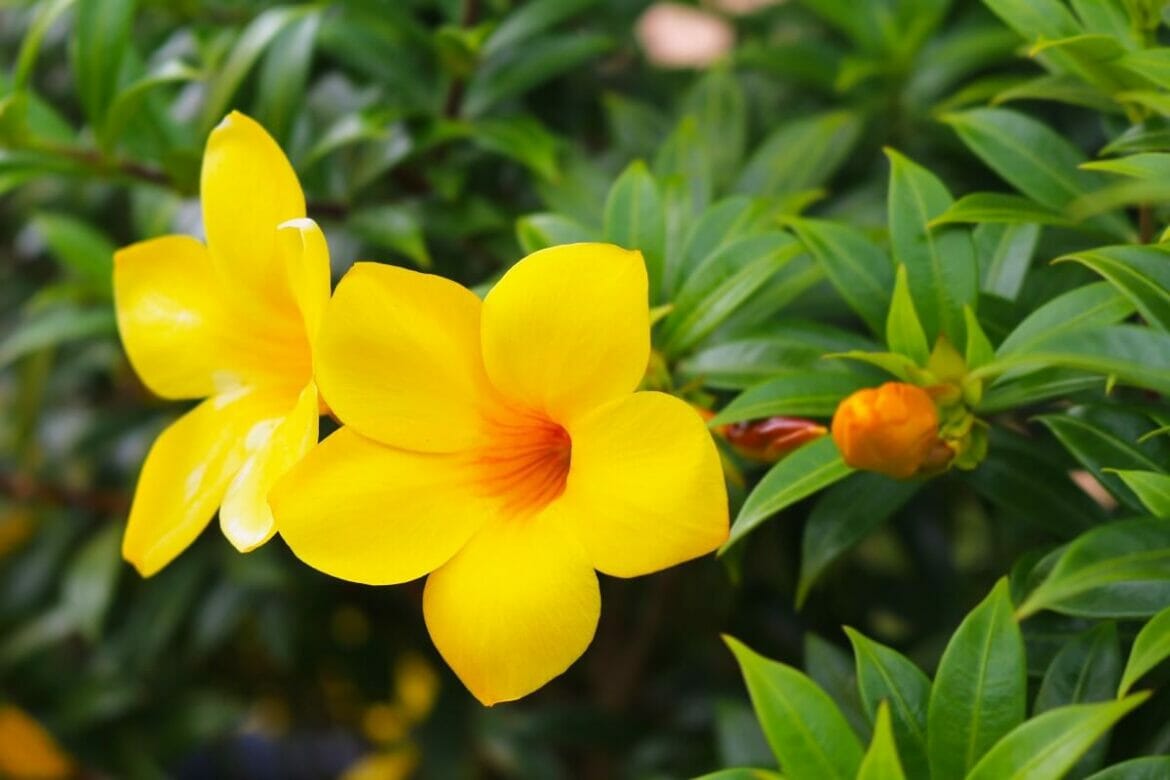 The 25 Most Fragrant Yellow Flowers Nature Ever Created 💛 - Petal Republic