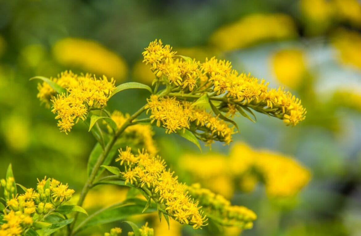 The 25 Most Fragrant Yellow Flowers Nature Ever Created 💛 - Petal Republic