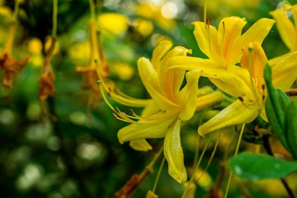 The 25 Most Fragrant Yellow Flowers Nature Ever Created 💛 - Petal Republic
