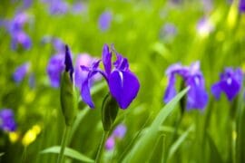 Enhance Your Peonies: Top 10 Companion Plants - Petal Republic