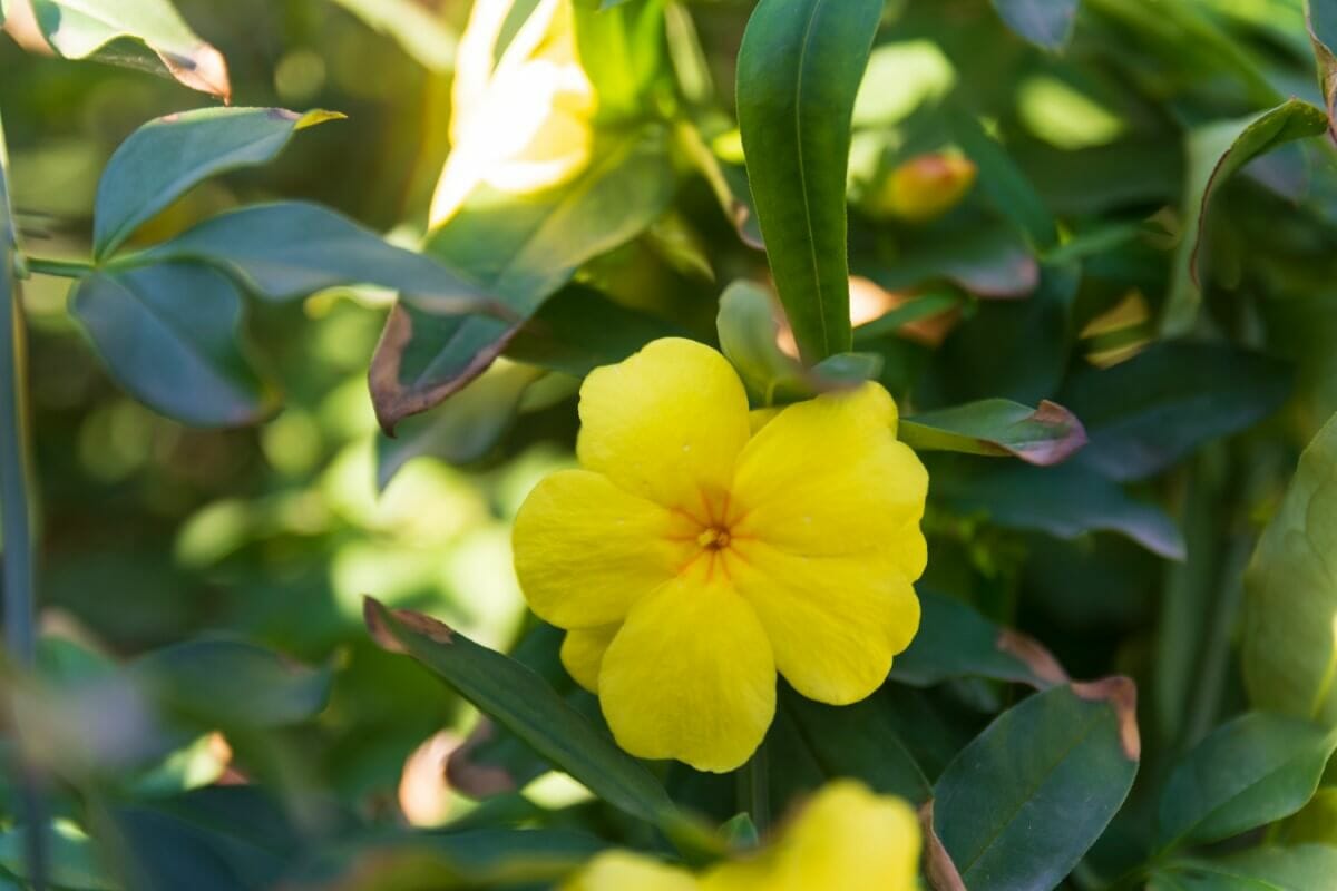 The 25 Most Fragrant Yellow Flowers Nature Ever Created 💛 - Petal Republic