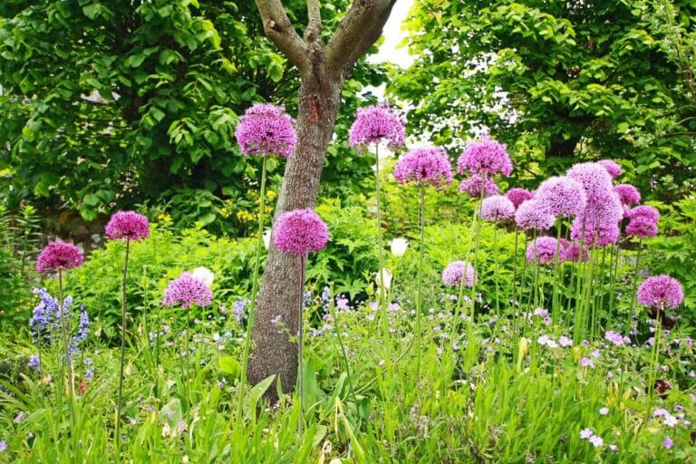 The Beauty of Alliums: Growing Tips and Care - Petal Republic