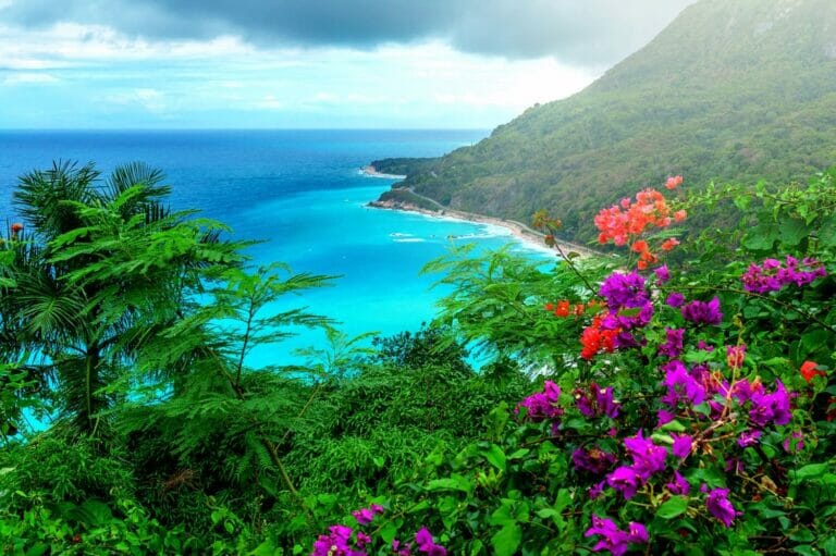 30 Beautiful Types of Caribbean Flowers - Petal Republic